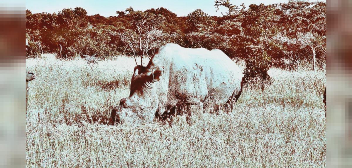 Dead Rhino In White Pen
