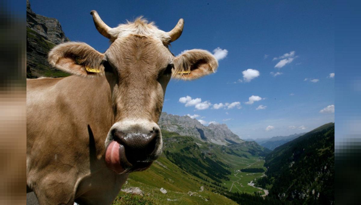 Mountain Cattle