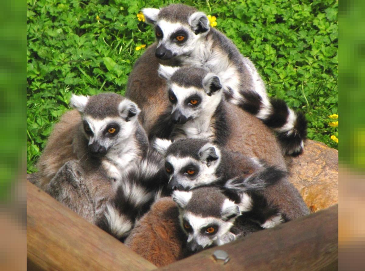 Types Of Lemurs