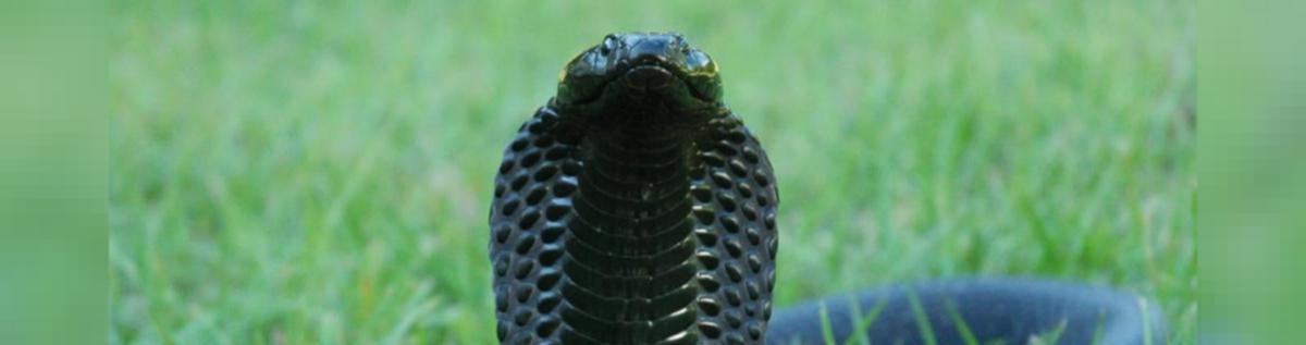 Red Spitting Cobra Hood