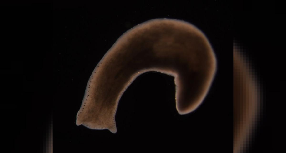 Planaria Two Heads