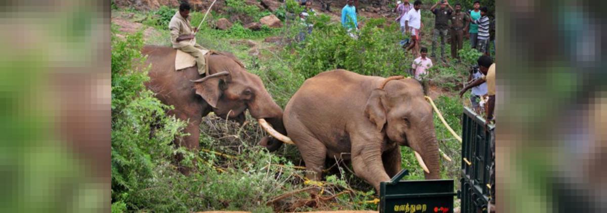 Tiger Attack Elephant